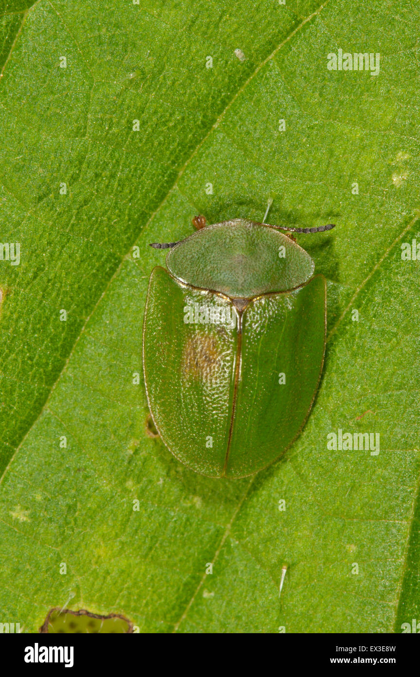 Green tortoise beetle (Cassida viridis) resting, Baden-Württemberg ...