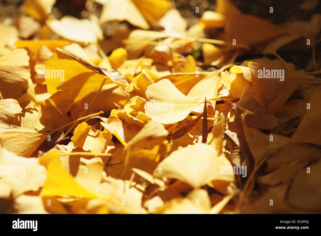 Fallen leaves autumn hi-res stock photography and images - Alamy