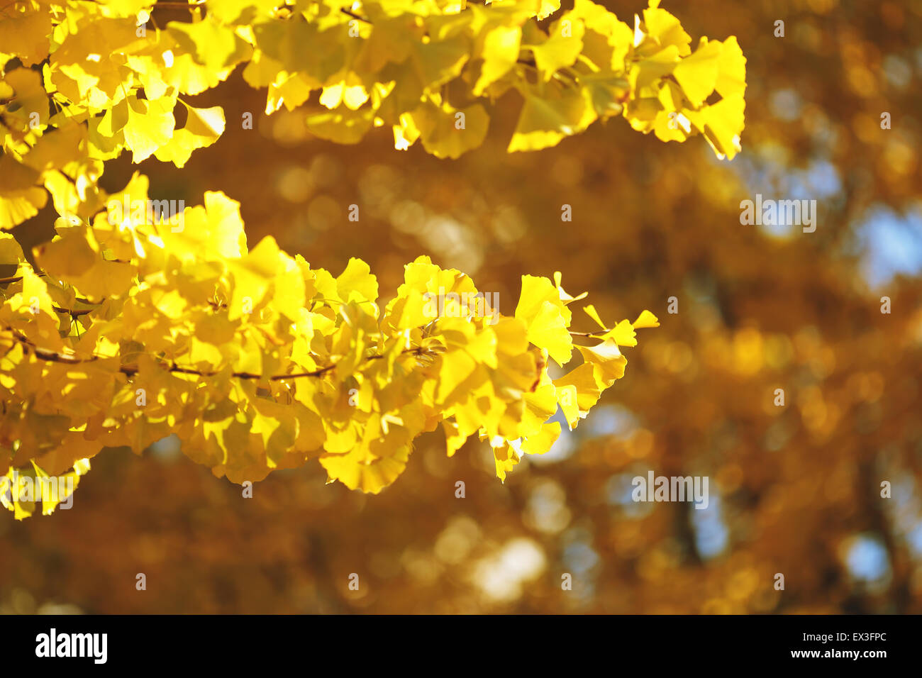 Soft focus autumn leaves hi-res stock photography and images - Alamy