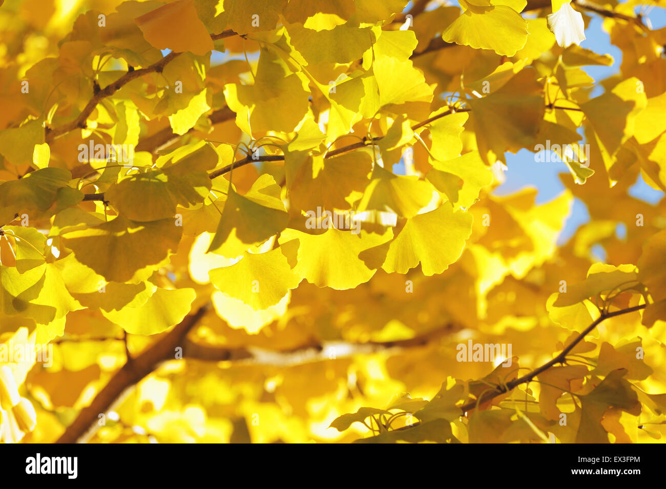 Soft focus autumn hi-res stock photography and images - Alamy