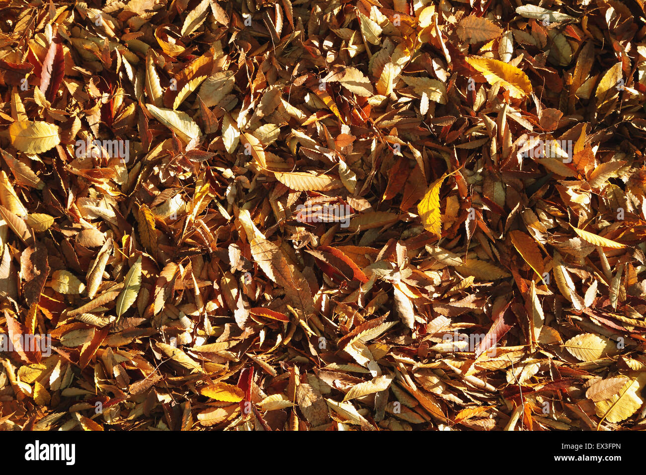 Fallen leaf the fall hi-res stock photography and images - Alamy