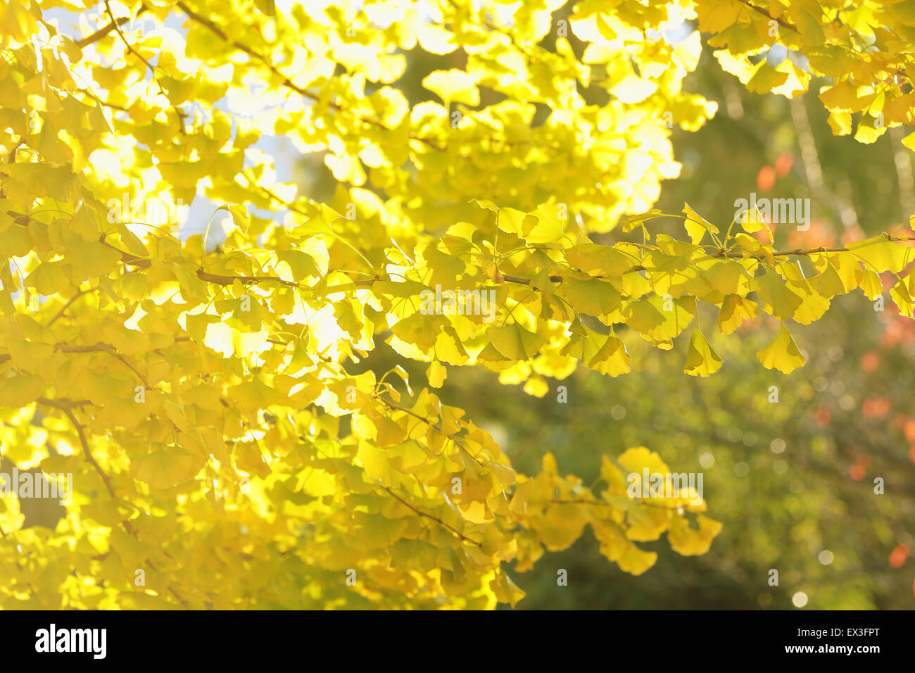 Autumn leaves in fall sunlight hi-res stock photography and images - Alamy