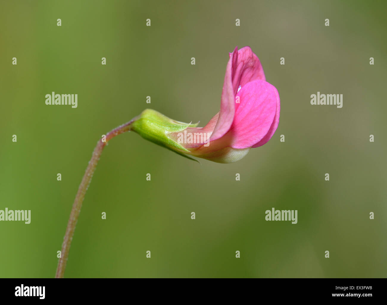 Grass Vetchling - Lathyrus nissolia Stock Photo - Alamy
