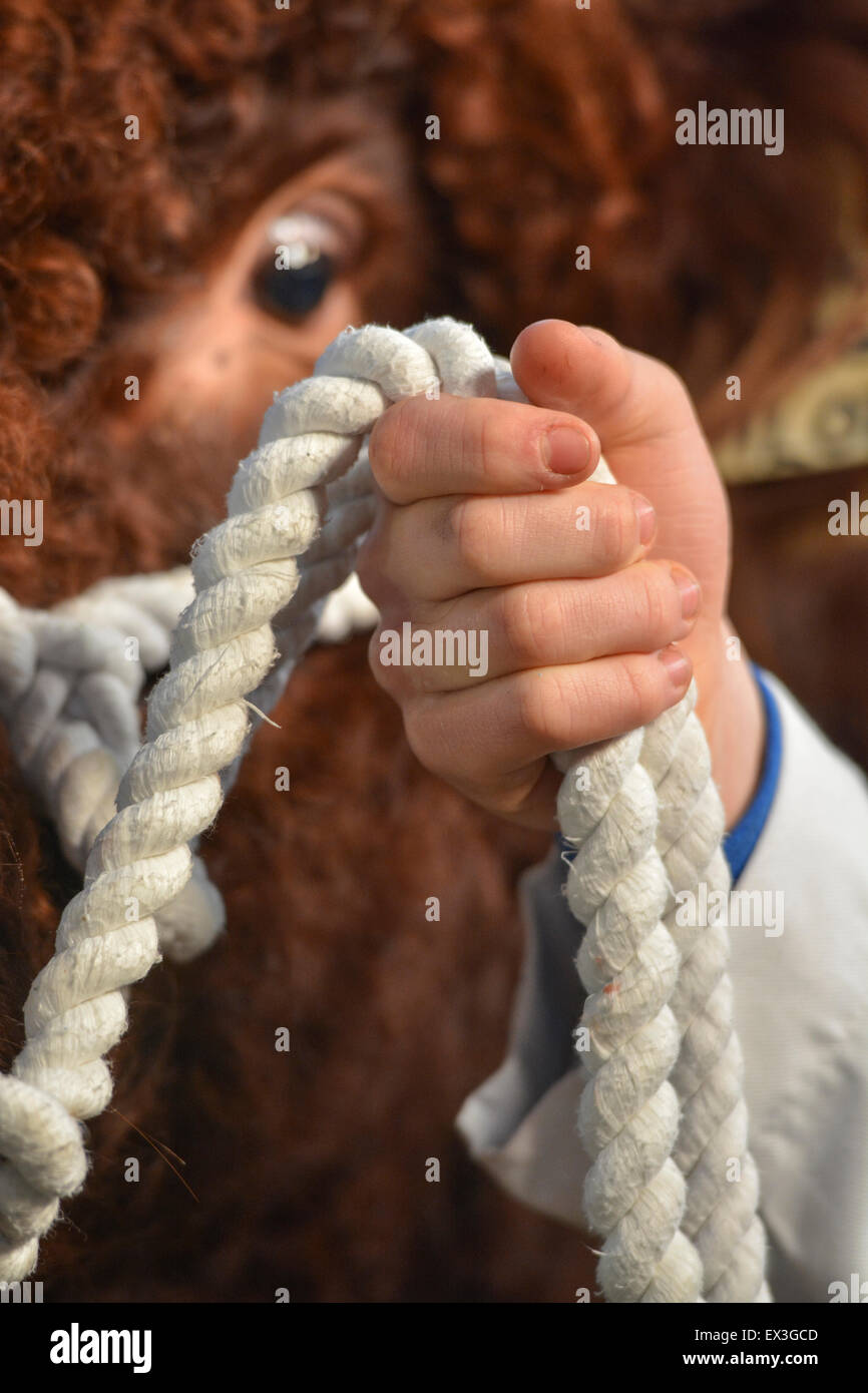 Bull sale hi-res stock photography and images - Alamy