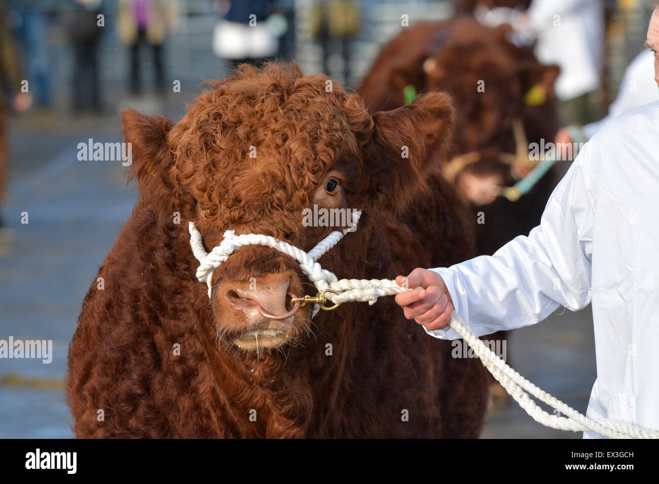 Bull sale hi-res stock photography and images - Alamy
