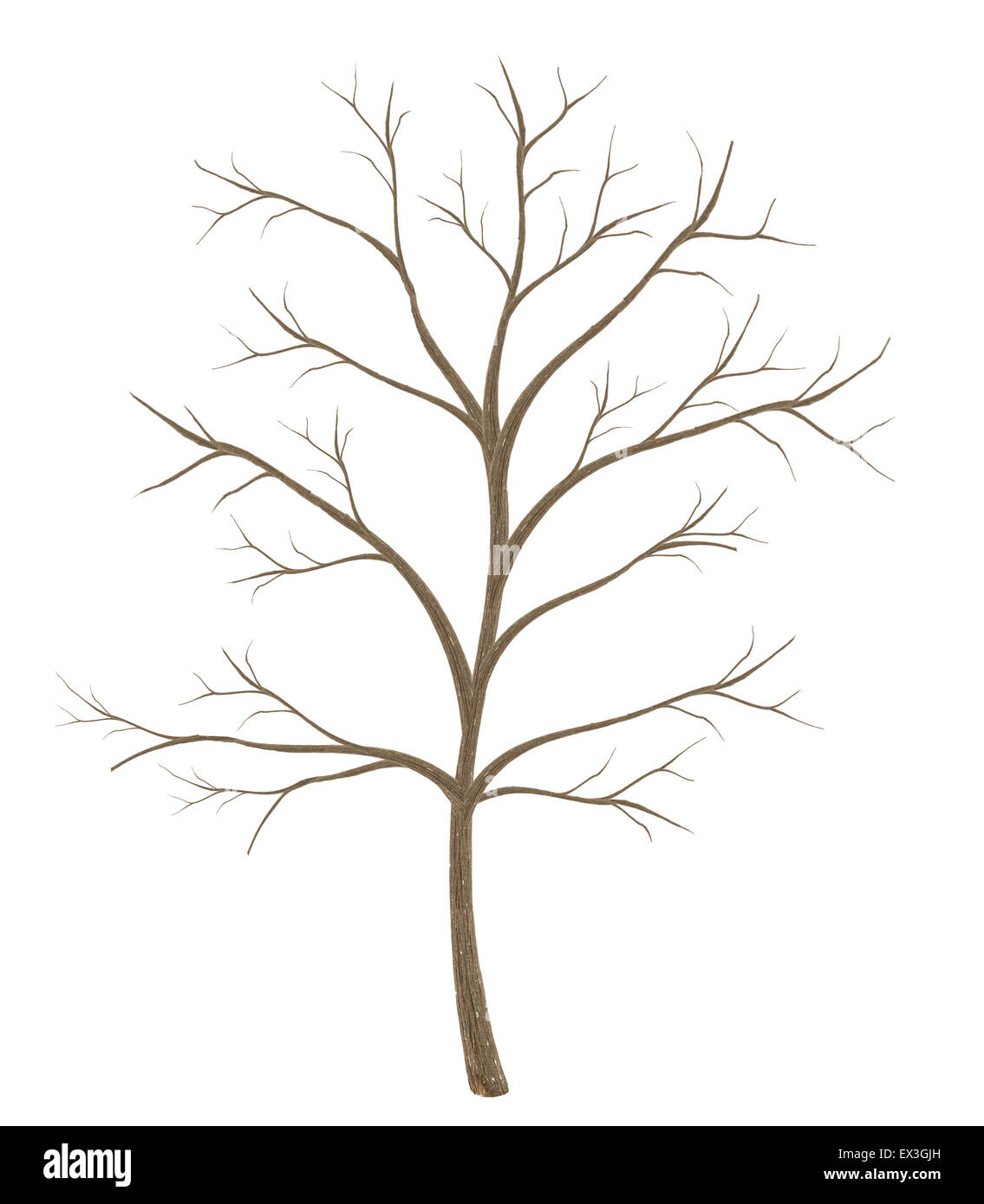 high quality tree isolated on white background Stock Photo - Alamy