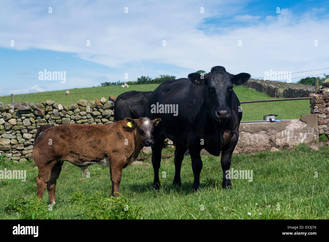 Commercial beef cattle with calf outside on lush pasture. Cumbria, UK ...