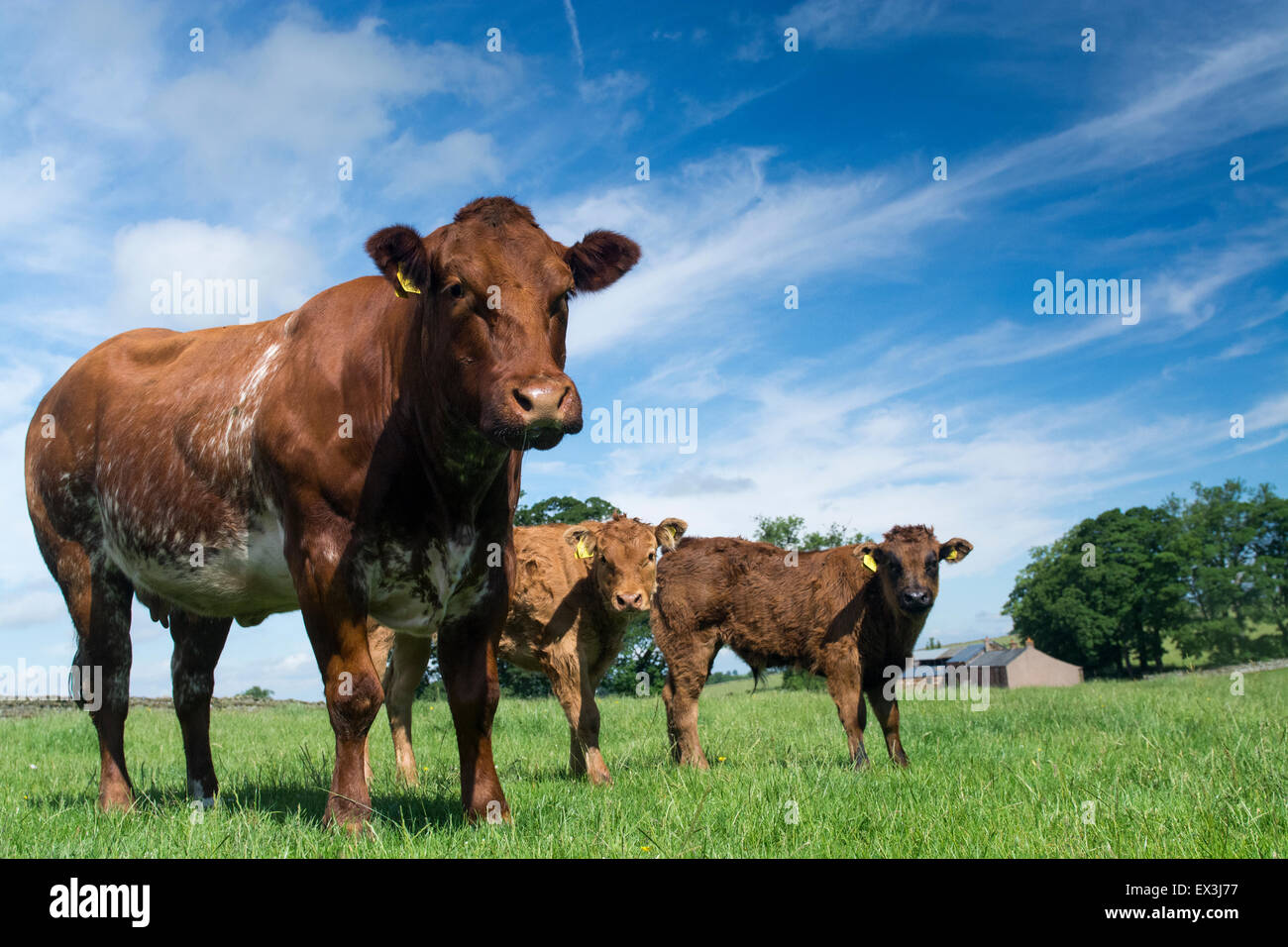 Commercial beef cattle with calf outside on lush pasture. Cumbria, UK ...