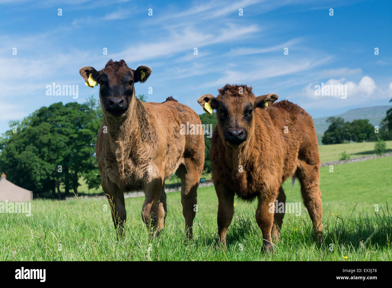 Young commercial beef calves out in pasture. Cumbria, UK Stock Photo ...