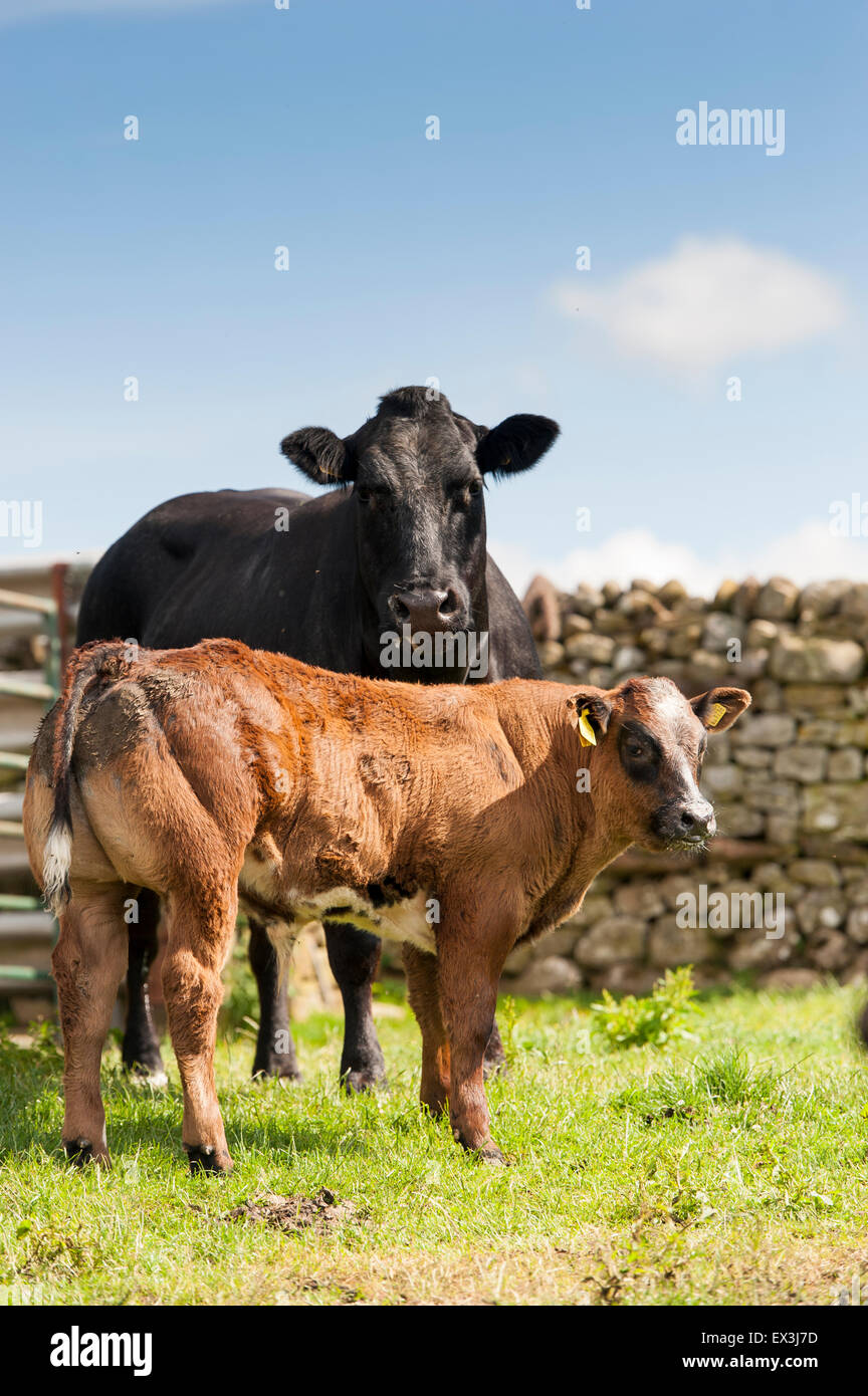 Commercial beef cattle with calf outside on lush pasture. Cumbria, UK ...