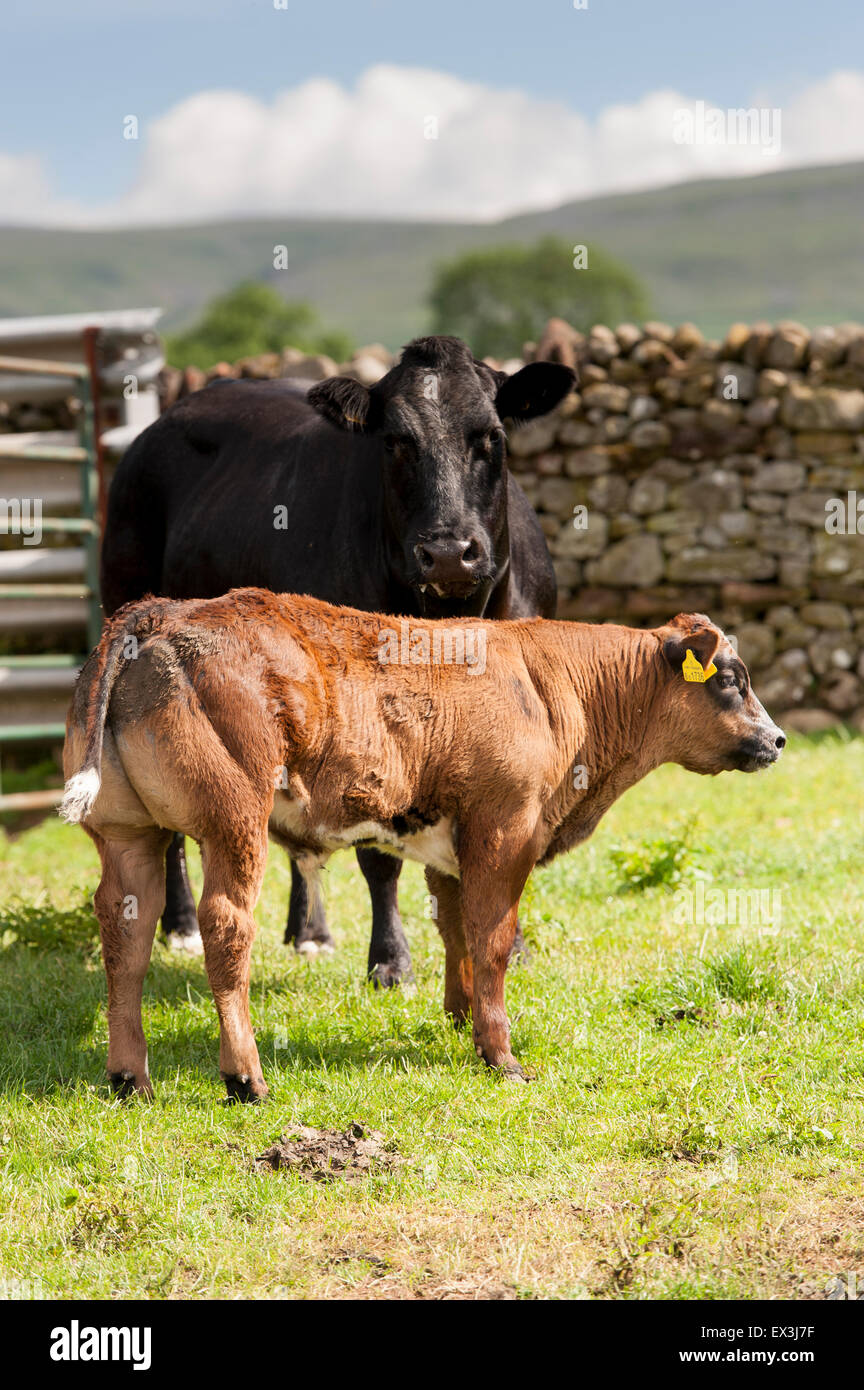 Commercial cattle hi-res stock photography and images - Alamy