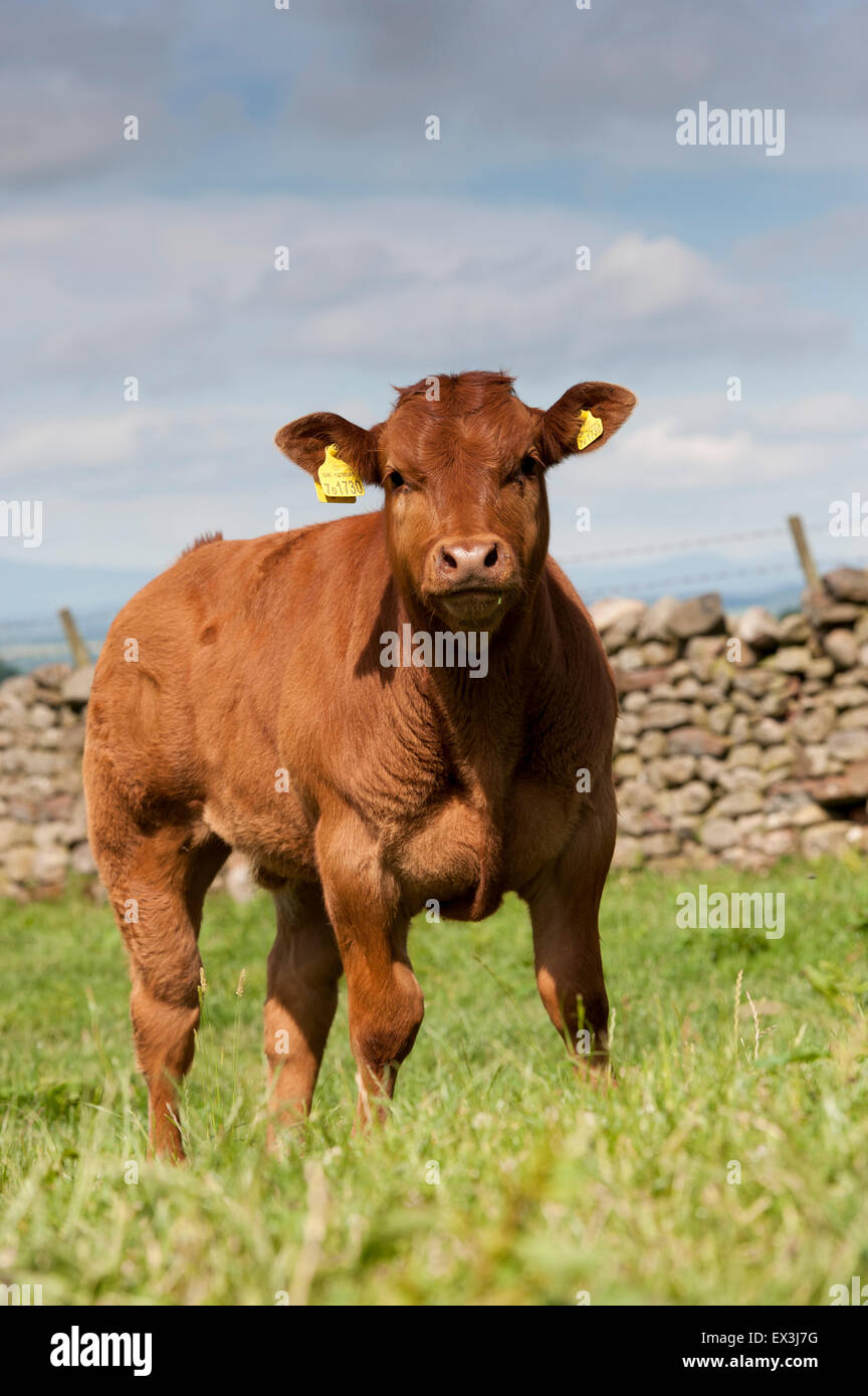 Beef young hi-res stock photography and images - Alamy