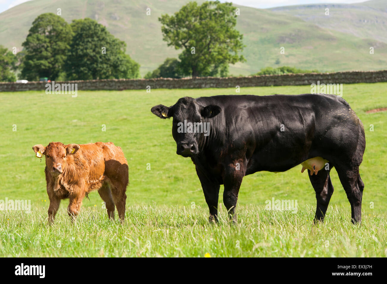 Commercial beef cattle hi-res stock photography and images - Alamy