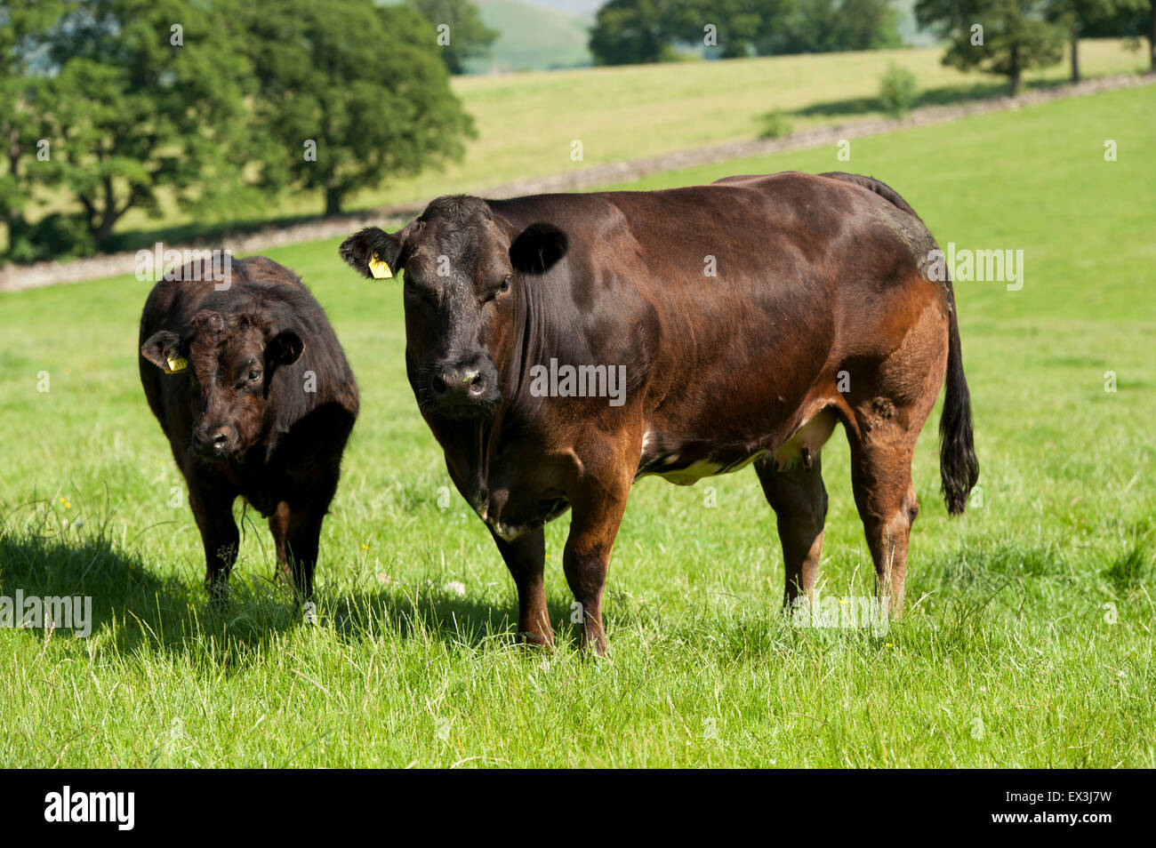Commercial cattle hi-res stock photography and images - Alamy