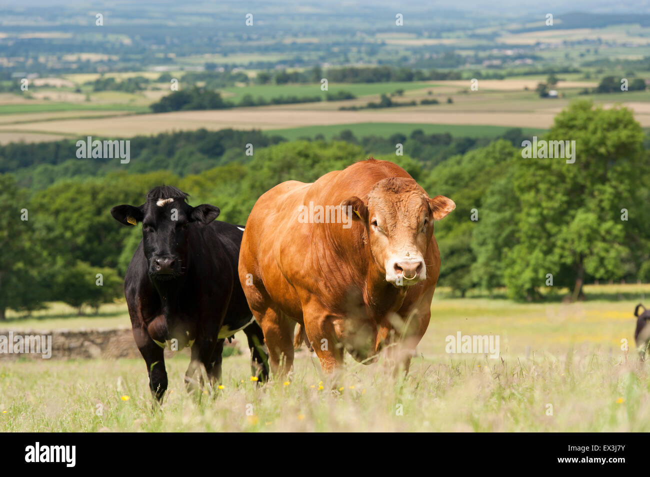 Bull cow livestock farm hi-res stock photography and images - Alamy