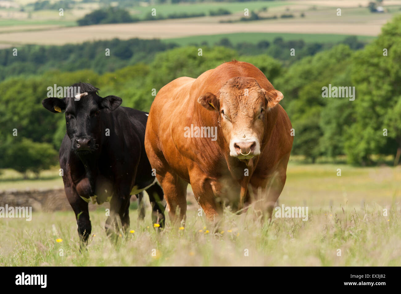 Limousin beef bull with heifer in upland pasture, Cumbria, UK Stock ...