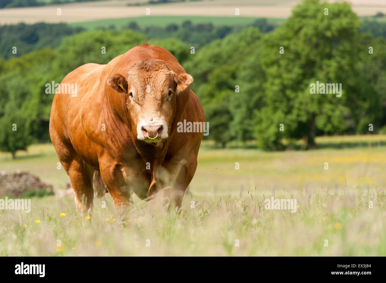 Limousin bull in upland pasture, Cumbria, UK Stock Photo - Alamy