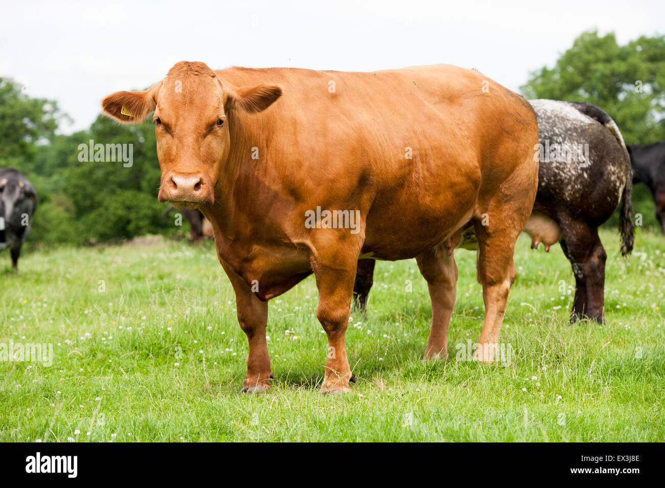 Beef cattle on upland pastures, Cumbria, UK Stock Photo - Alamy
