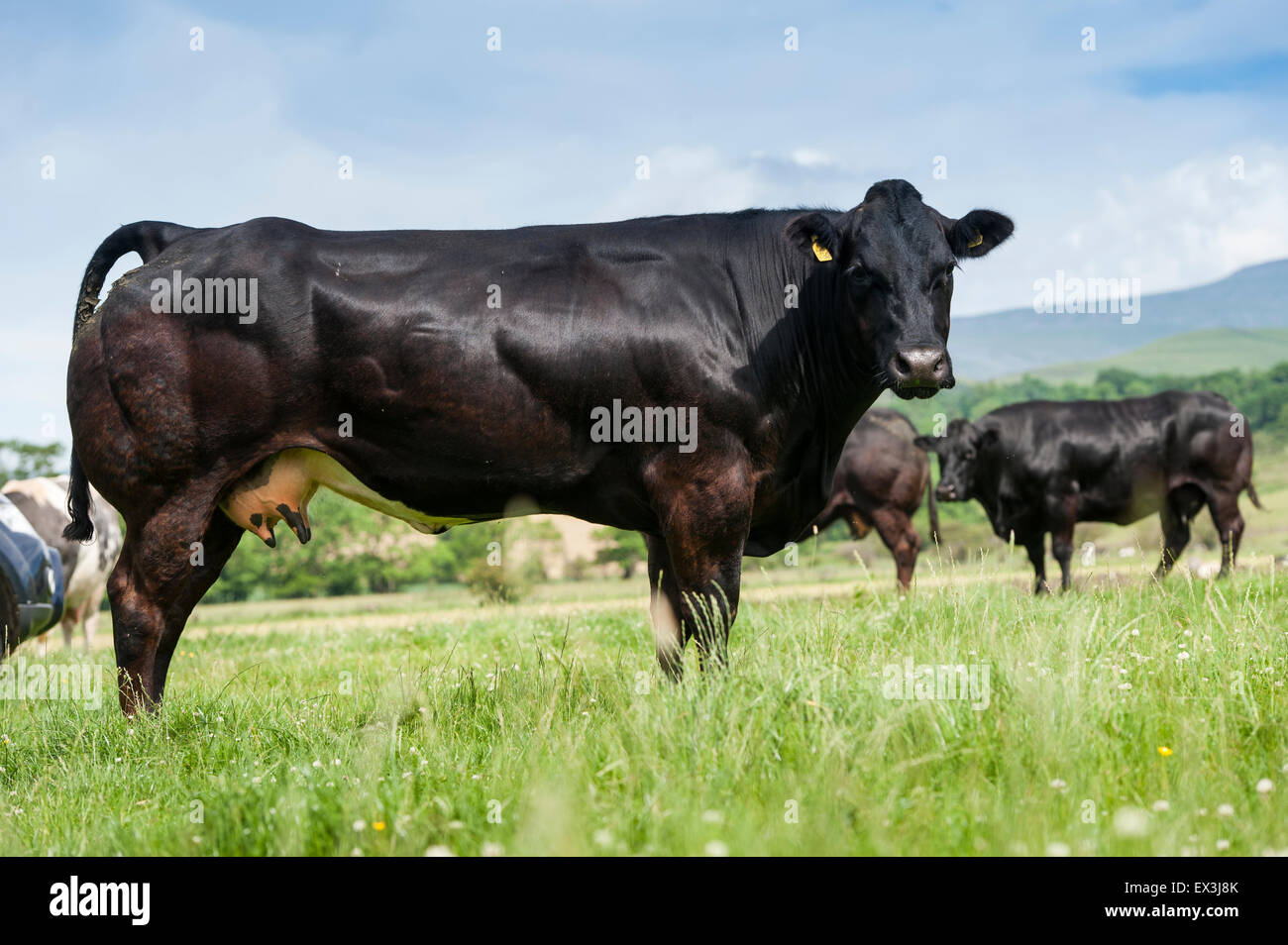 Beef cattle on upland pastures, Cumbria, UK Stock Photo - Alamy