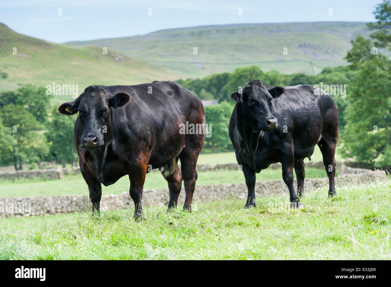 Beef cattle on upland pastures, Cumbria, UK Stock Photo - Alamy