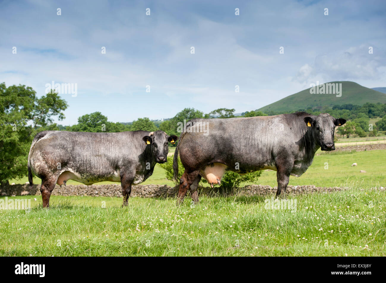 Beef cattle on upland pastures, Cumbria, UK Stock Photo - Alamy