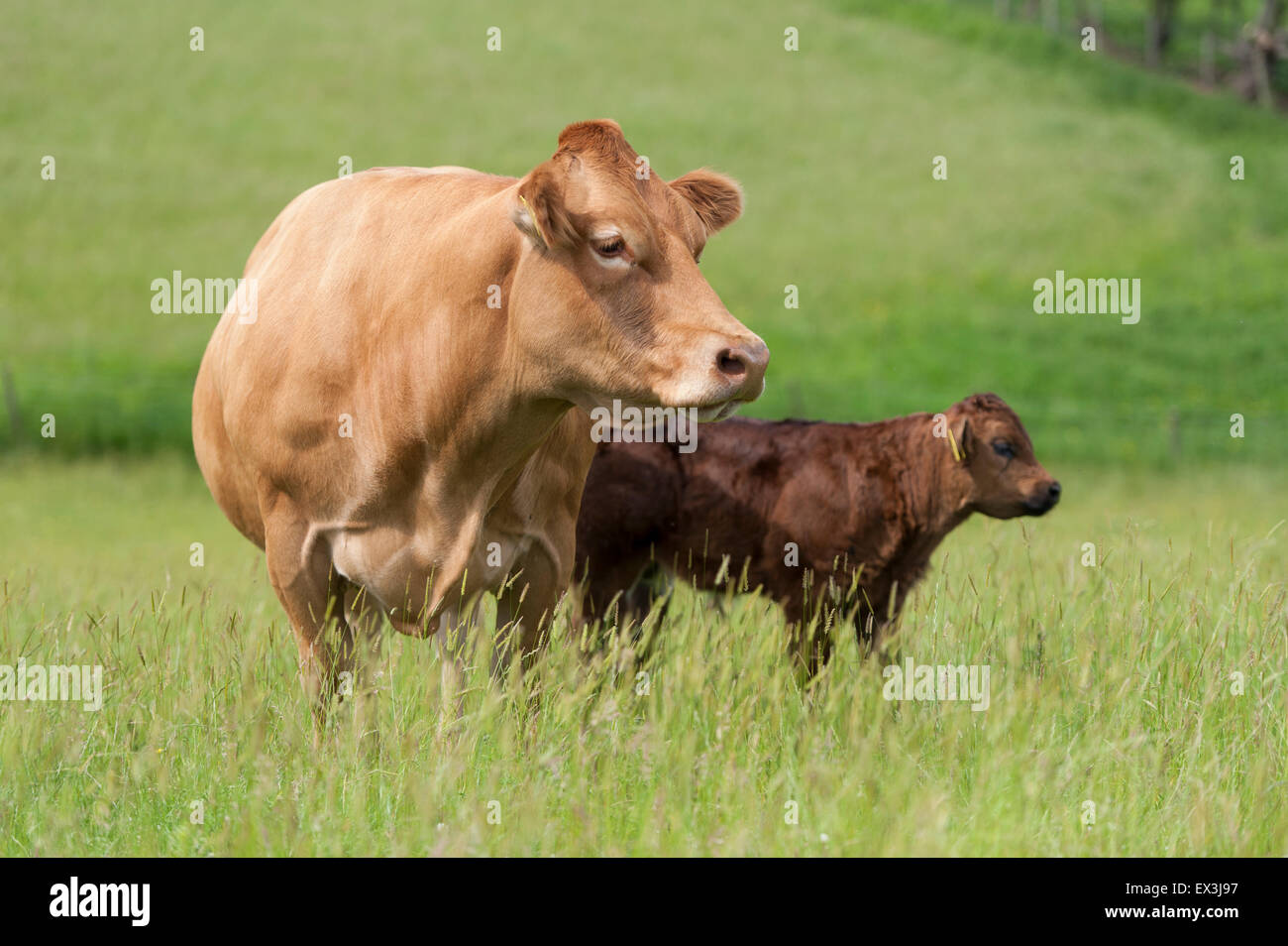 Commercial beef cattle with calf outside on lush pasture. Cumbria, UK ...