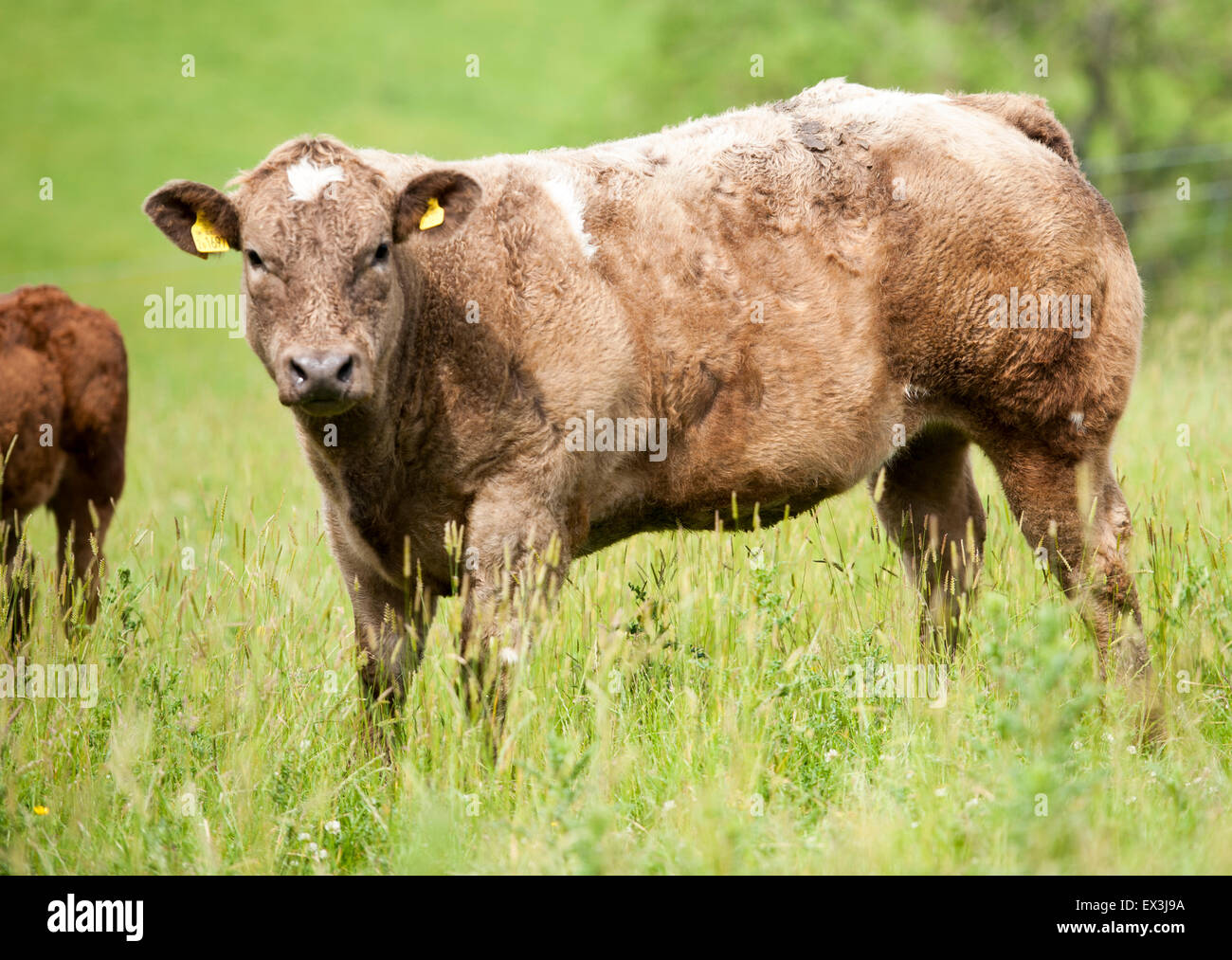 Charolais cross bred cow and calf in pasture, Cumbria, UK Stock Photo ...