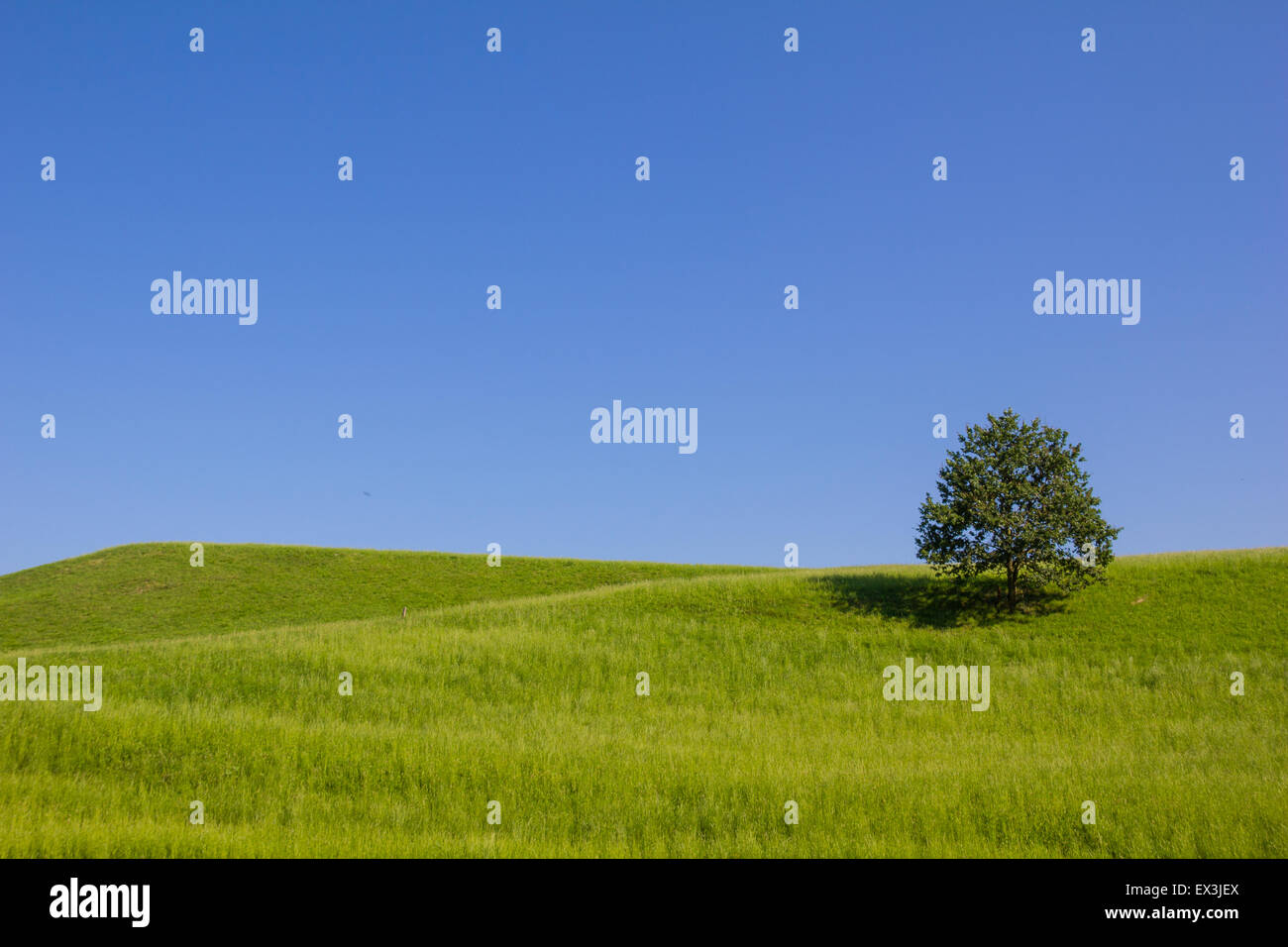 Single Tree Green Field Blue Sky Stock Photo - Alamy
