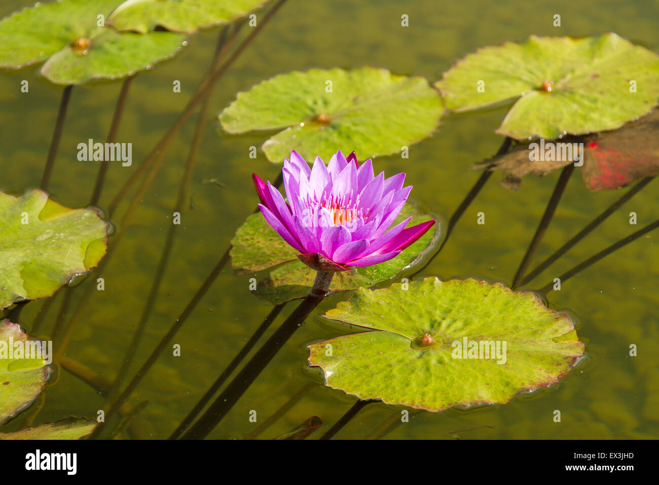 Beautiful photo of pink lotus live in a city fountain Stock Photo - Alamy