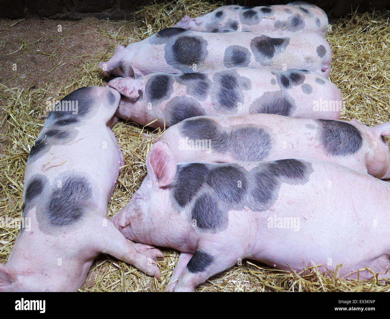 Saddleback pigs hi-res stock photography and images - Alamy