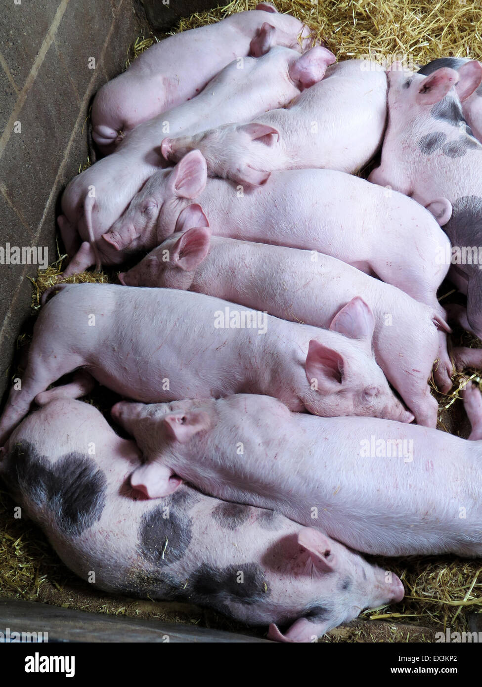 British Saddleback Pigs & Piglets at Hesketh farm Park, Bolton Abbey ...