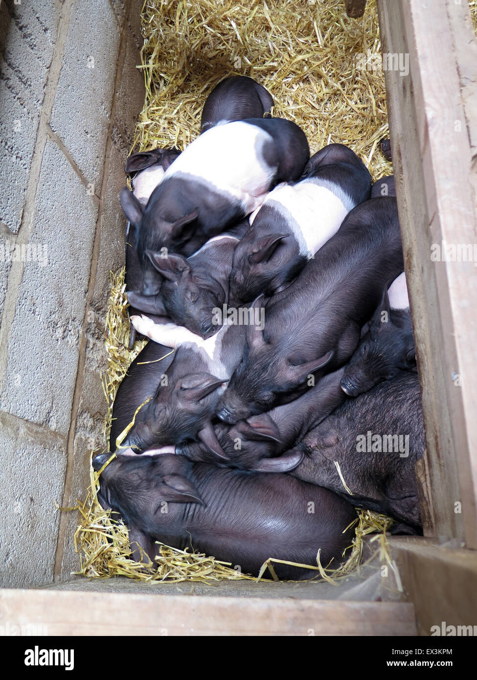British Saddleback Pigs & Piglets at Hesketh farm Park, Bolton Abbey ...
