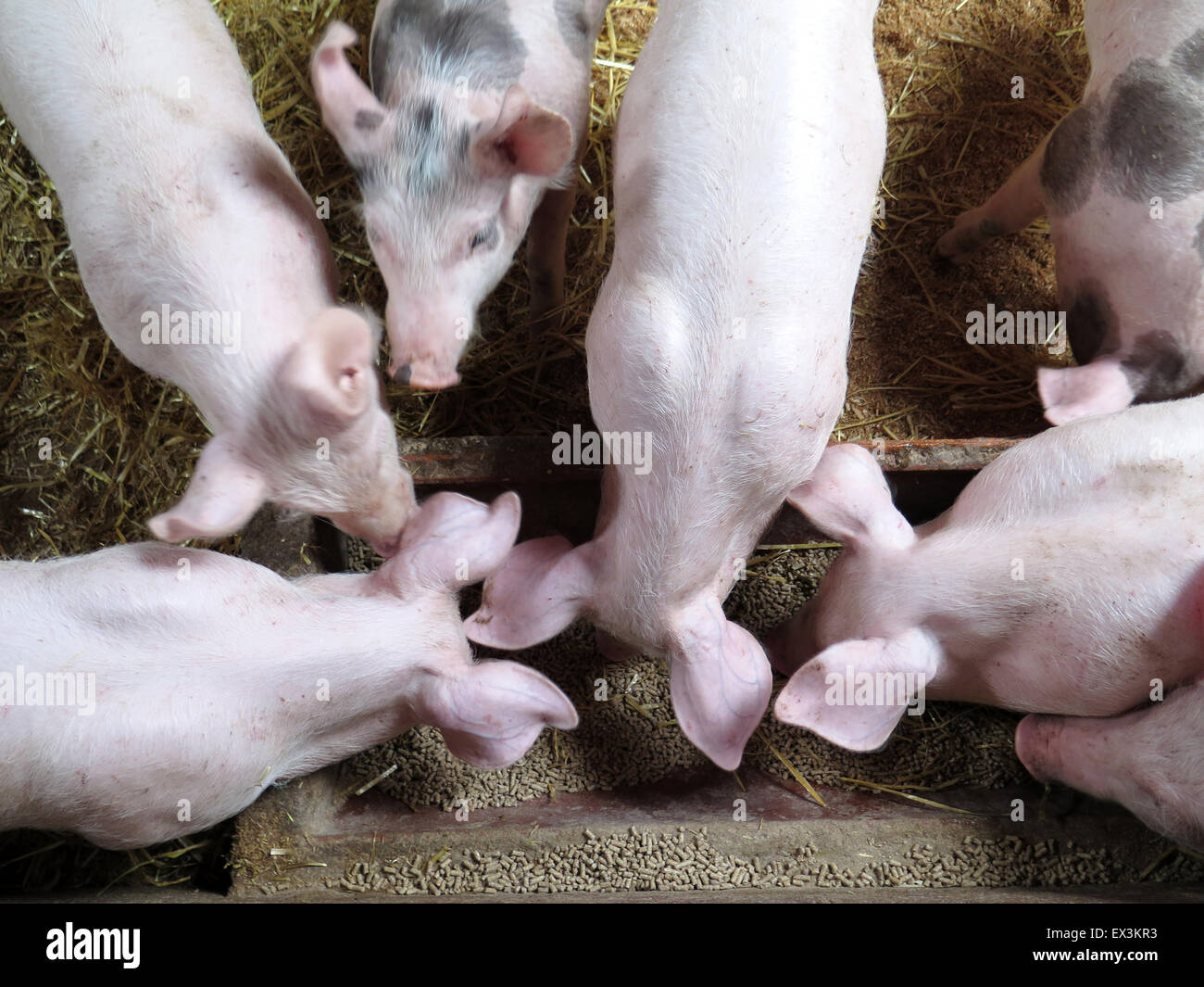 British Saddleback Pigs & Piglets at Hesketh farm Park, Bolton Abbey ...