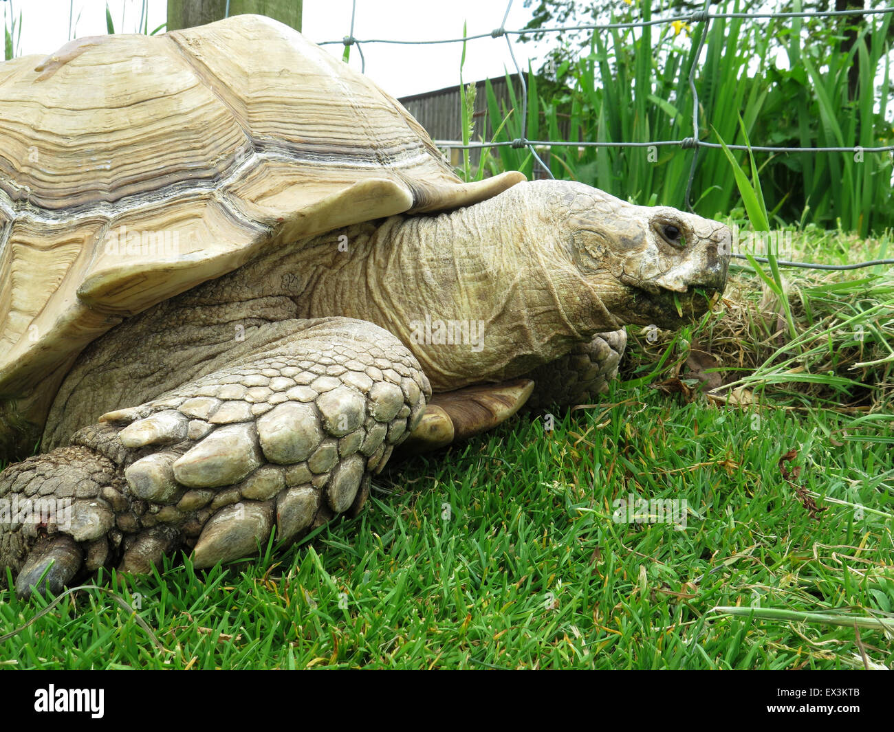 African tortoises hi-res stock photography and images - Alamy