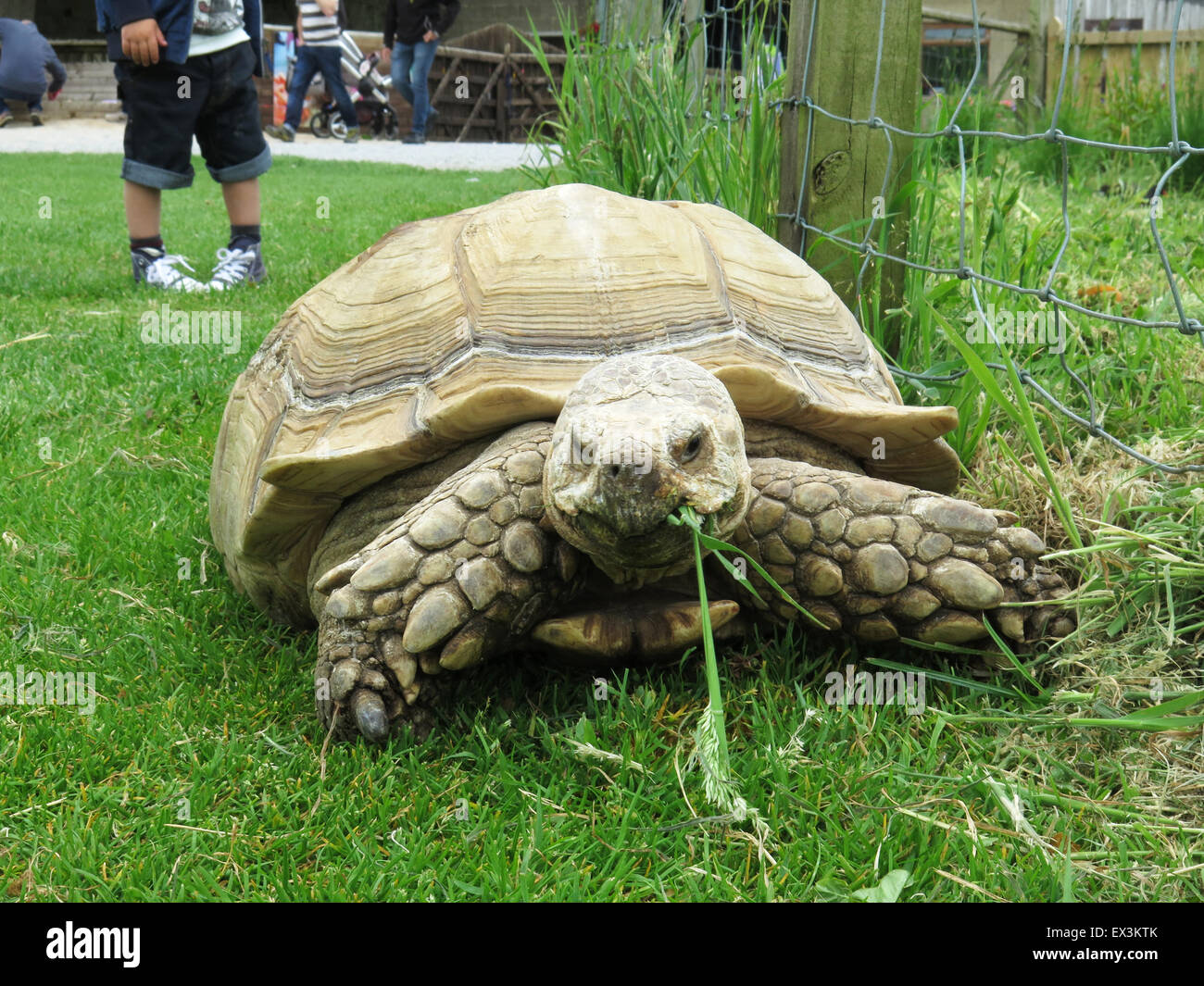 Sulcata giant tortoise hi-res stock photography and images - Alamy