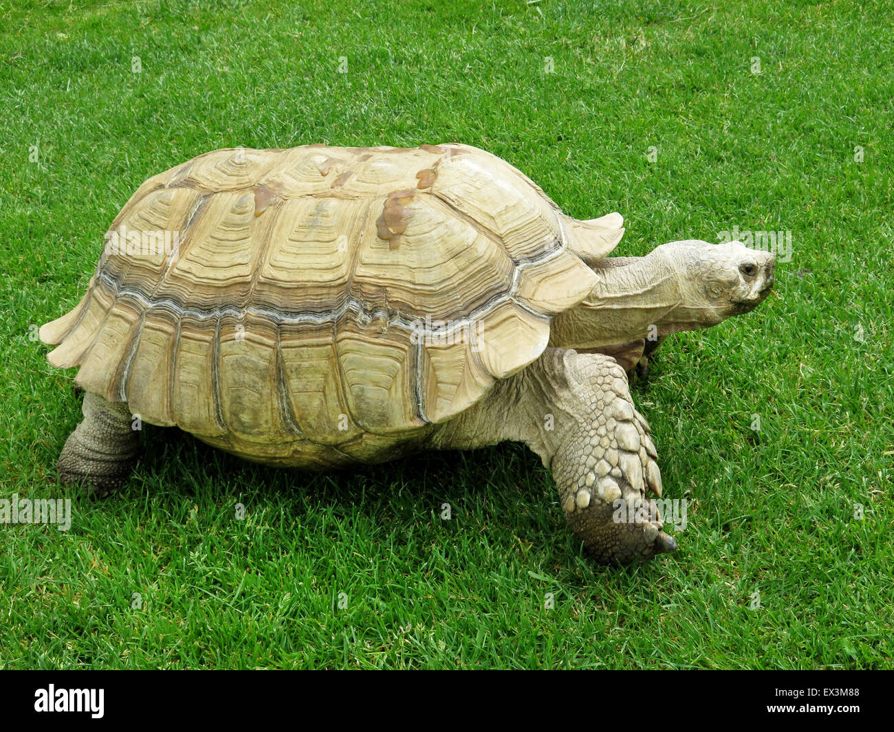 Giant African Sulcata Tortoise High Resolution Stock Photography and ...