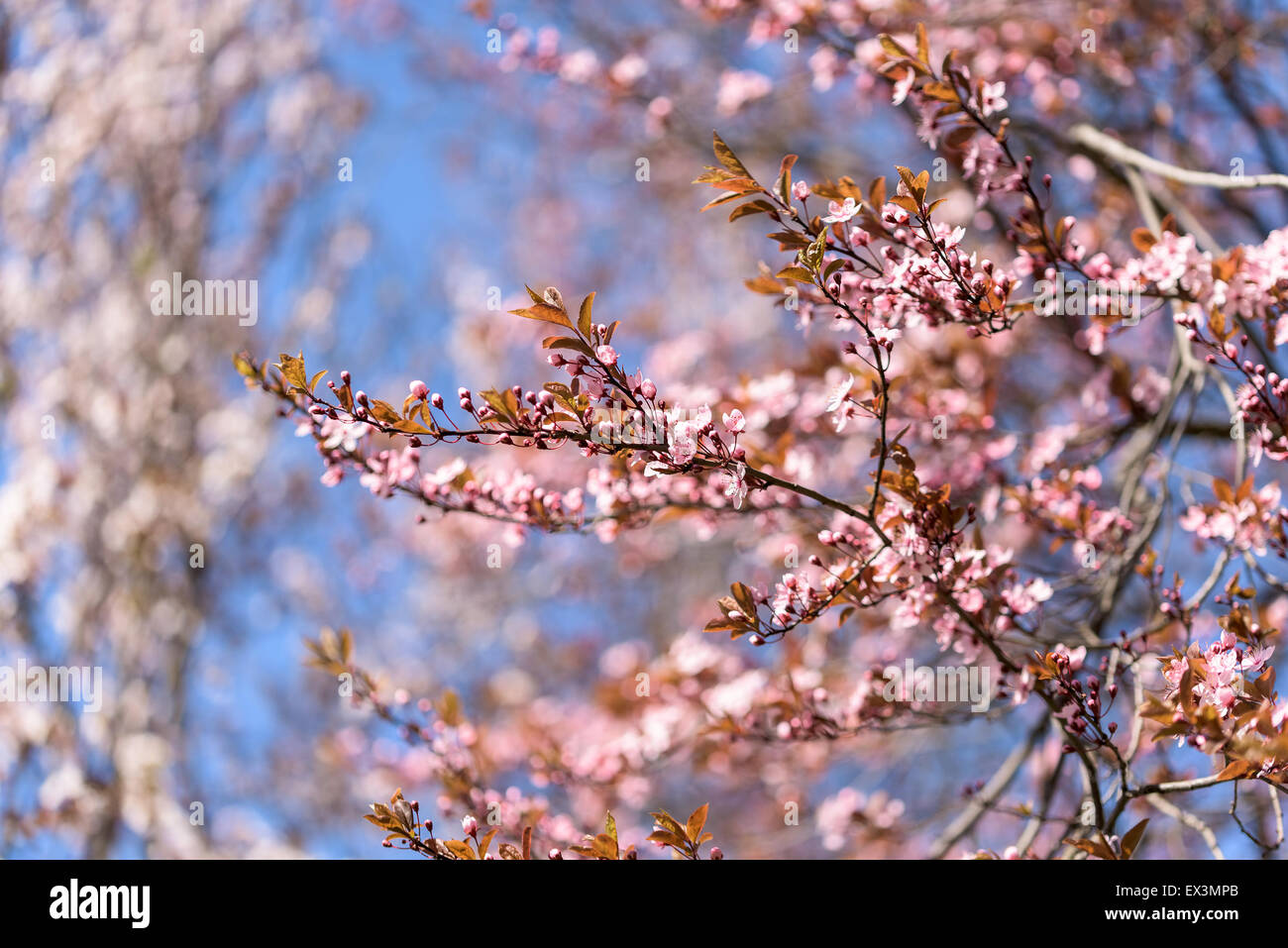 Cherry Plum Tree Flowers Spring Blossom Stock Photo - Alamy
