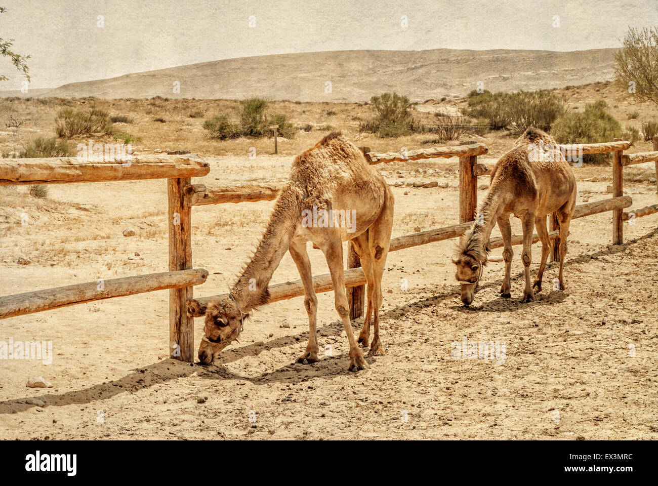 Two camels in the corral for camels. Photo textured in old color image ...