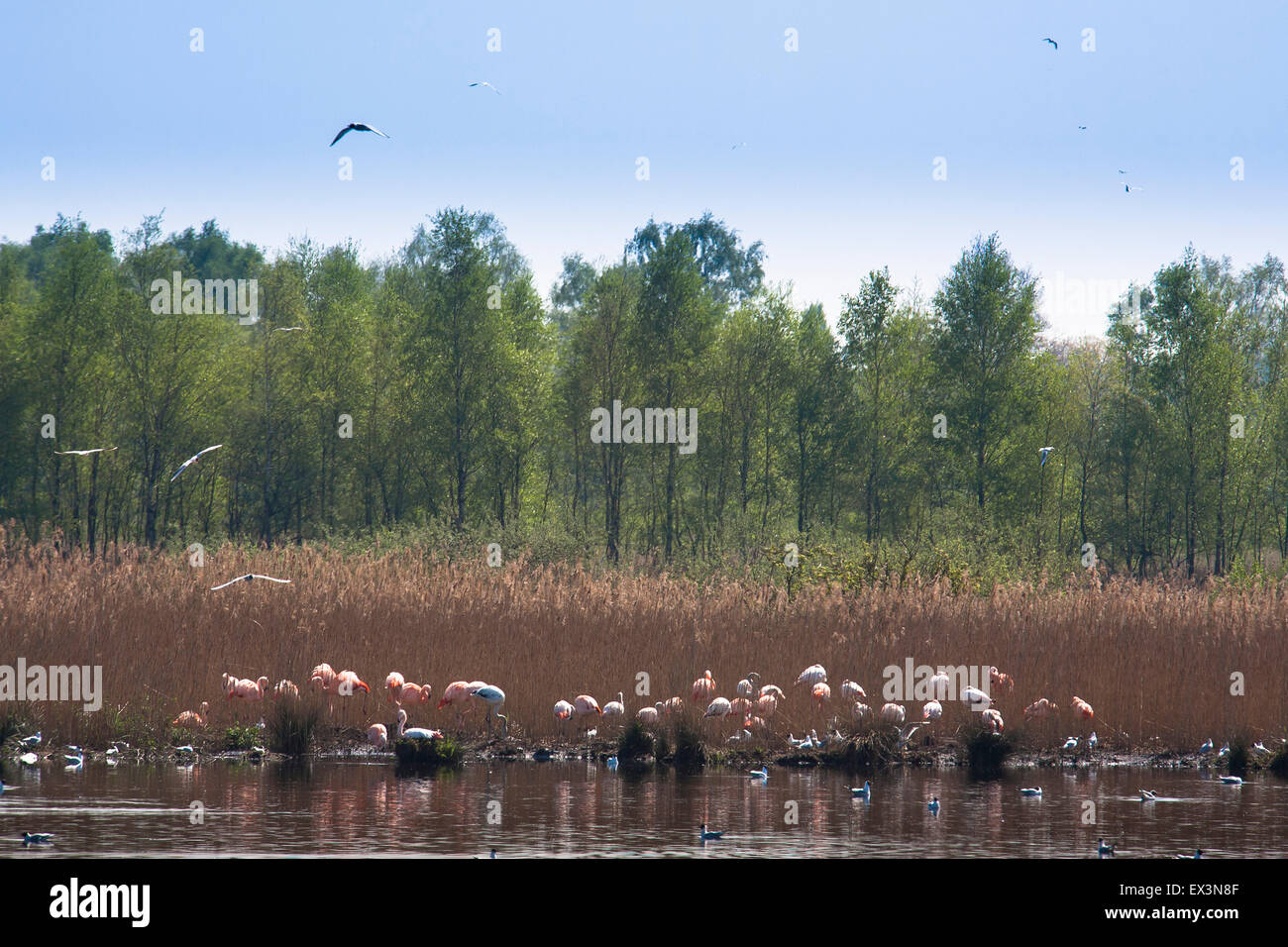 Naturschutzgebiet zwillbrocker venn hi-res stock photography and images ...