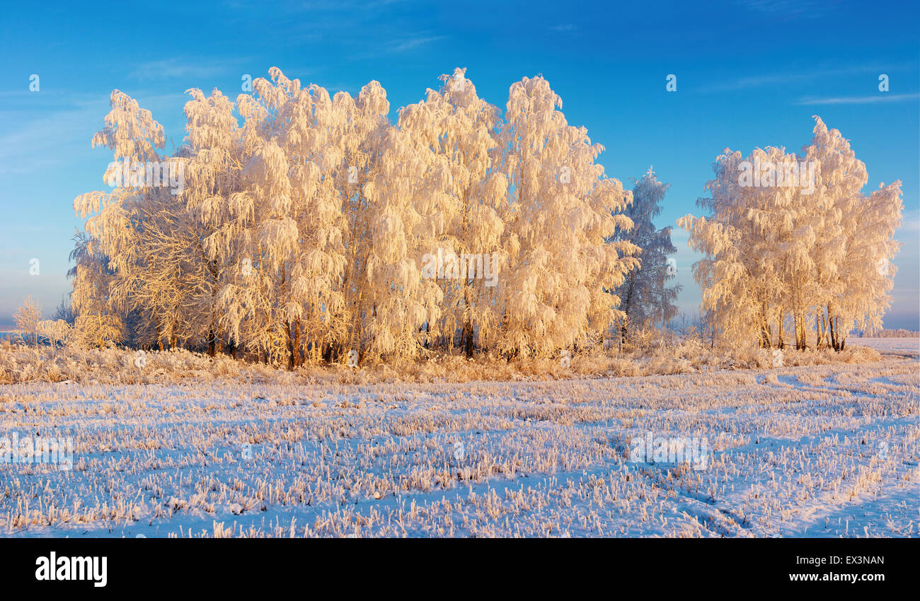 Winter frosty landscape hi-res stock photography and images - Alamy