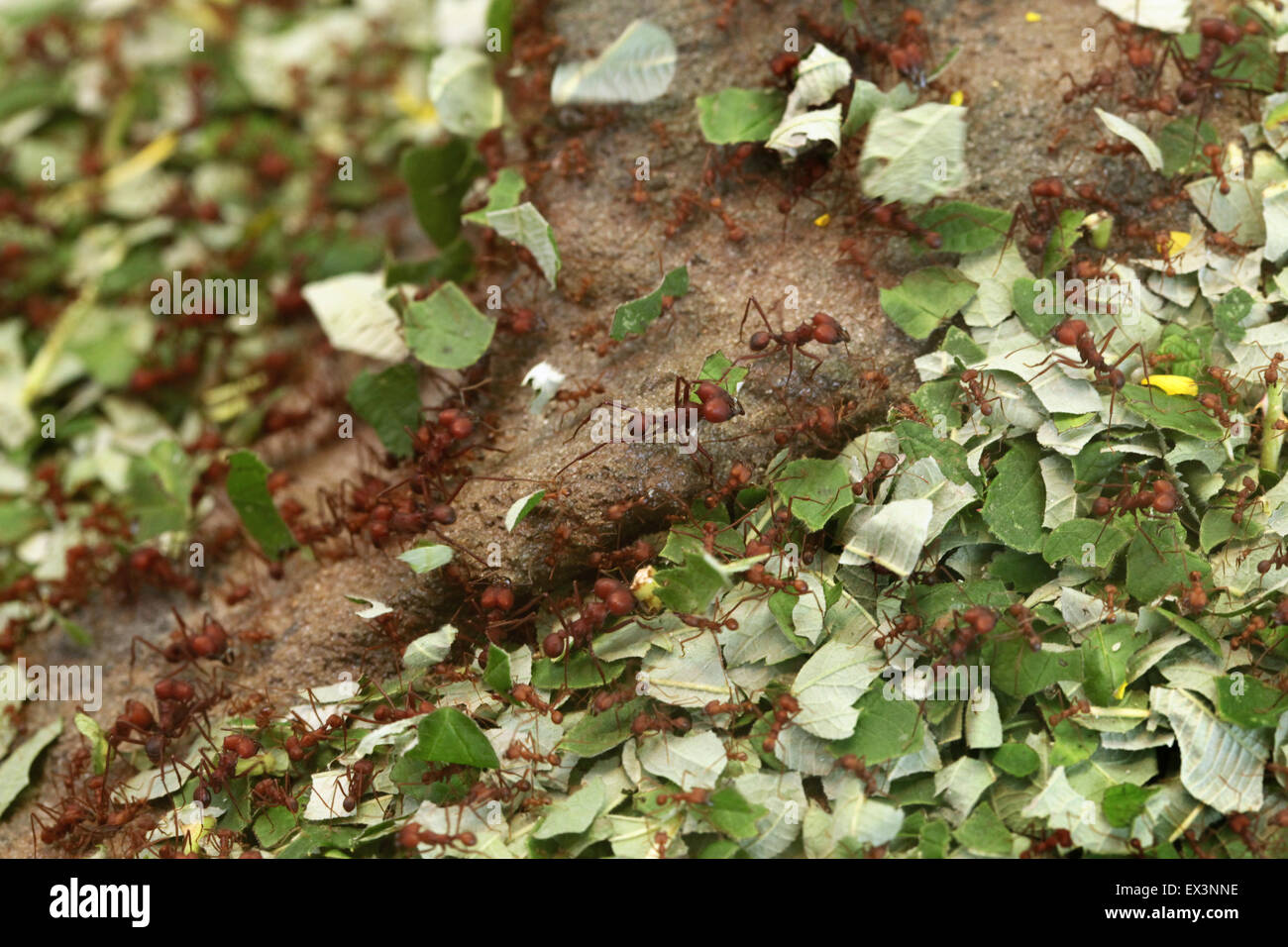 German colony south america hi-res stock photography and images - Alamy