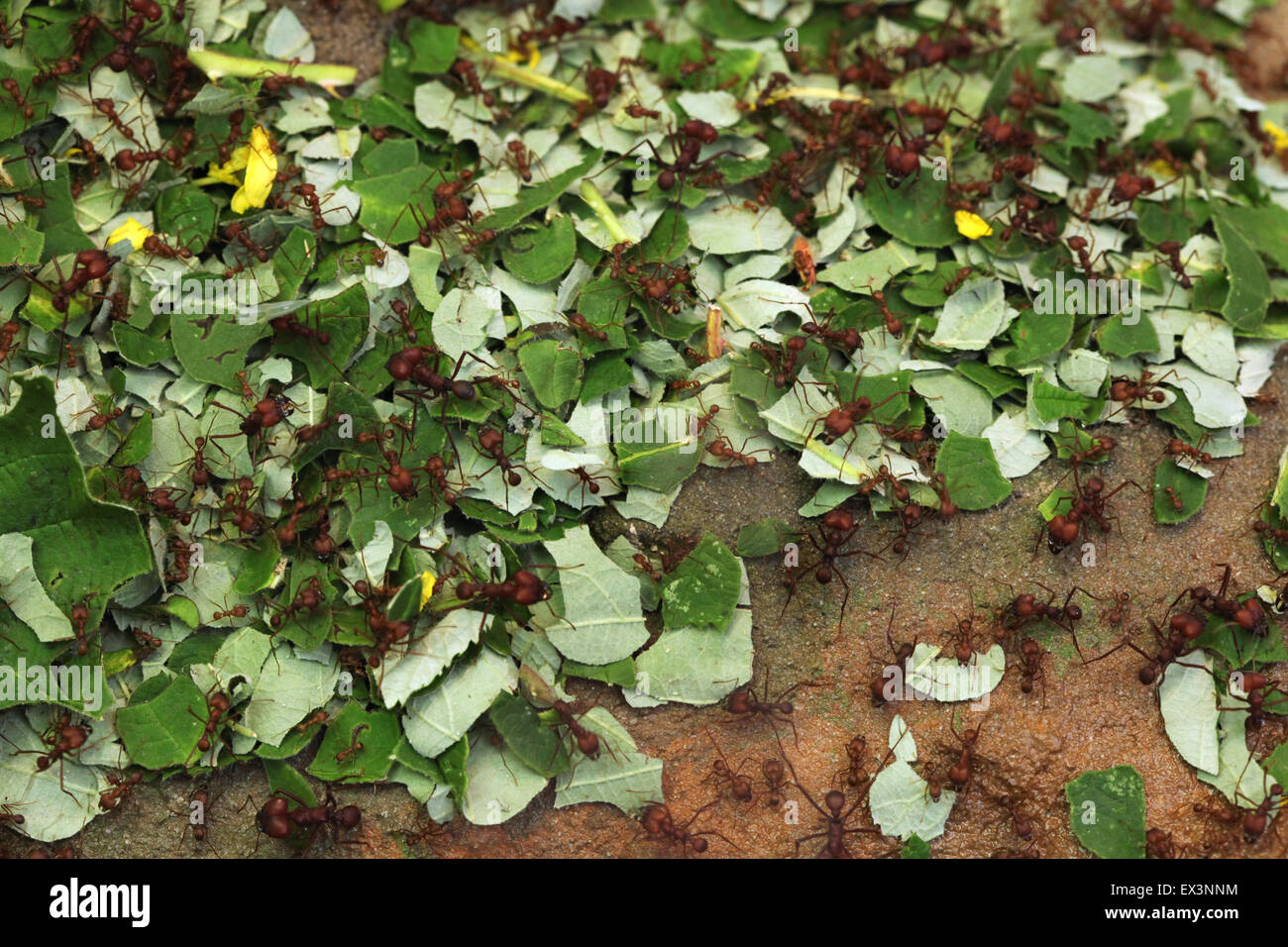 Leafcutter ant colony hi-res stock photography and images - Alamy