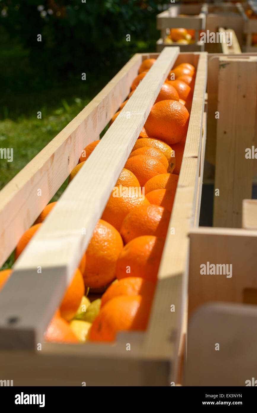 Box mandarin oranges hi-res stock photography and images - Alamy