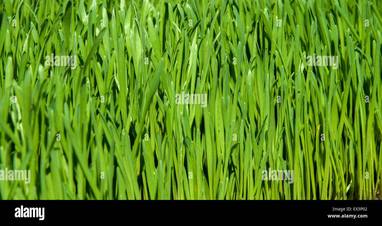 Fresh green young grass growing close background Stock Photo - Alamy