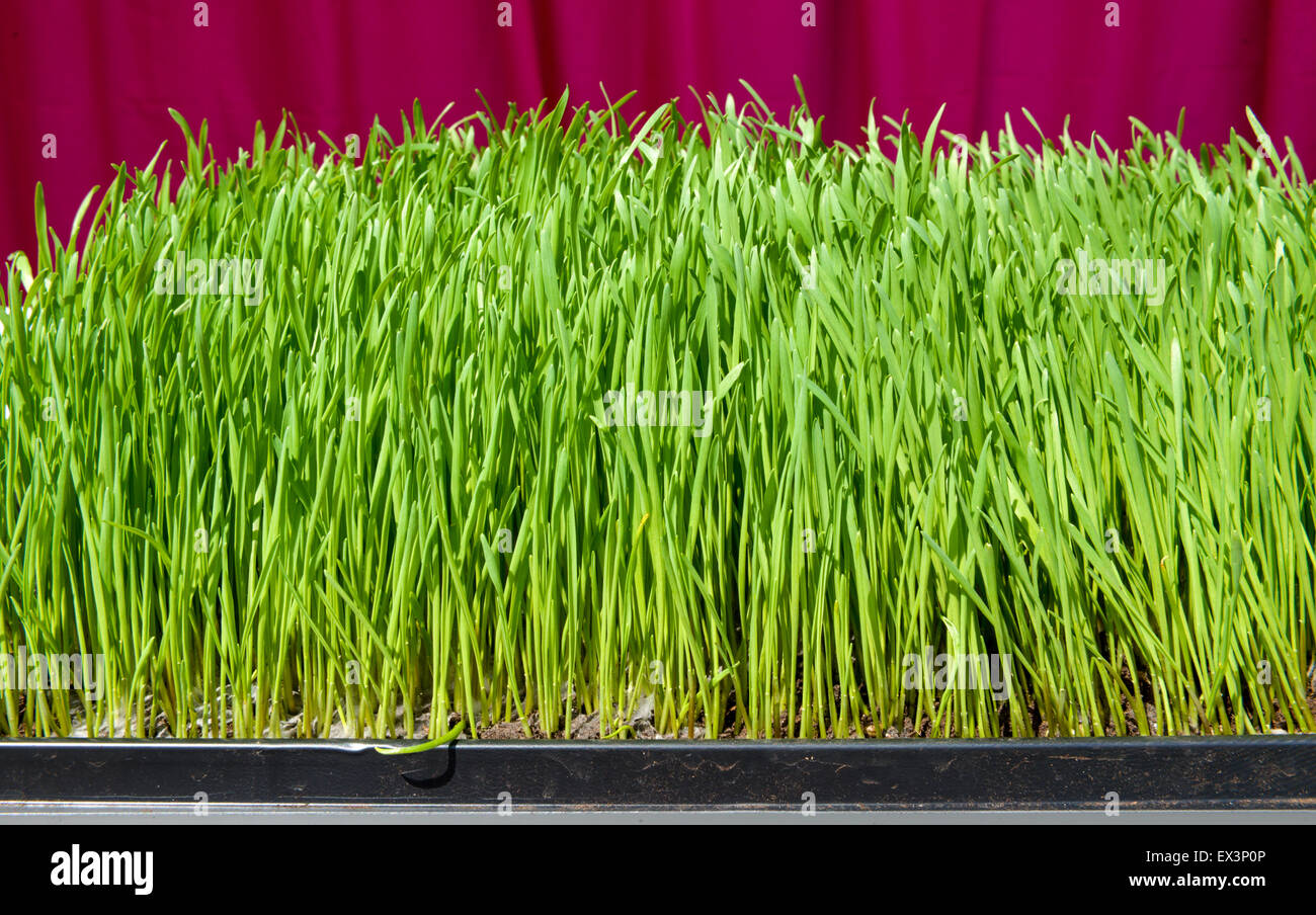Fresh green young grass growing close background Stock Photo - Alamy
