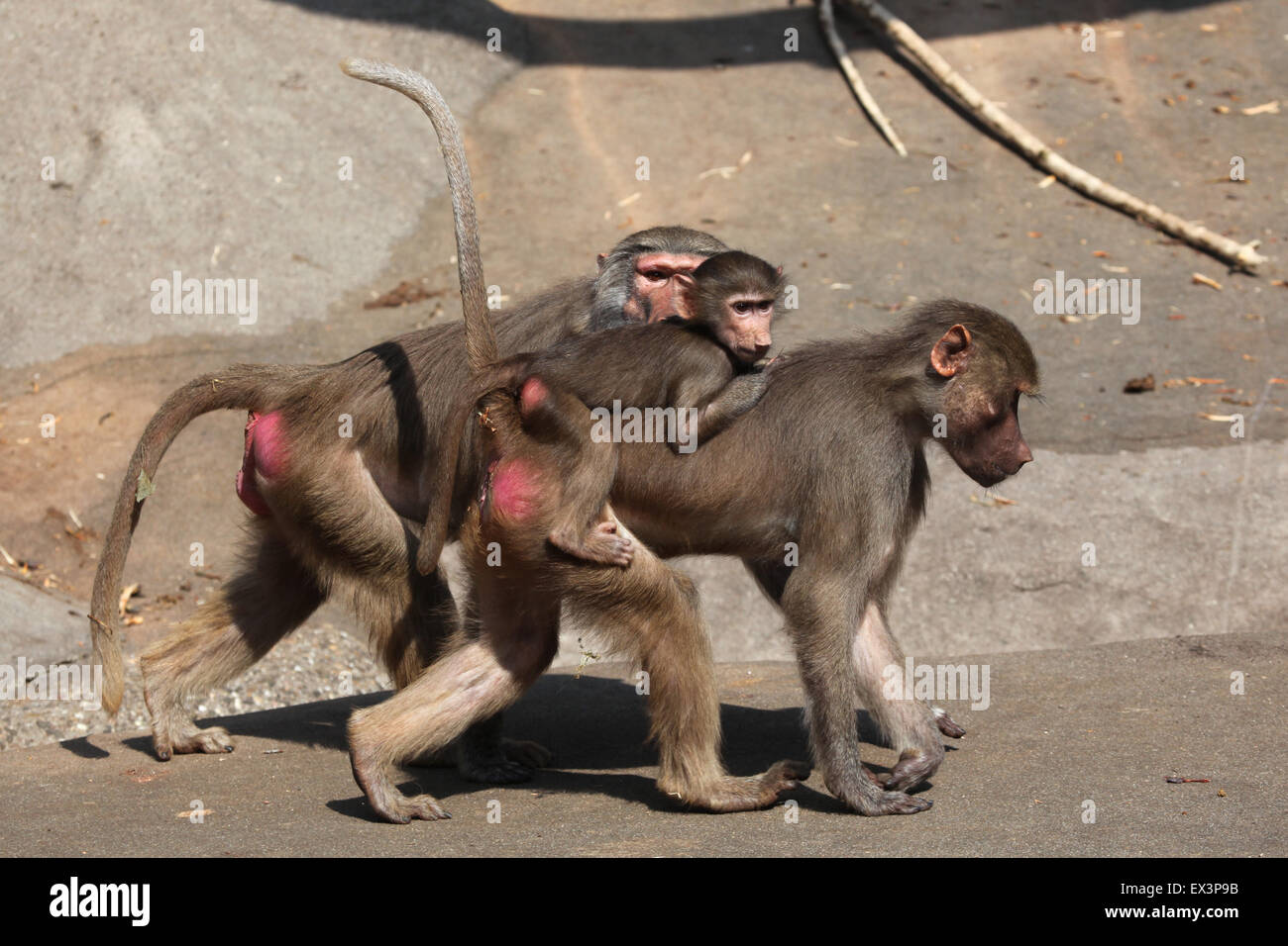 Female Hamadryas baboon (Papio hamadryas) with a baby on its back at ...