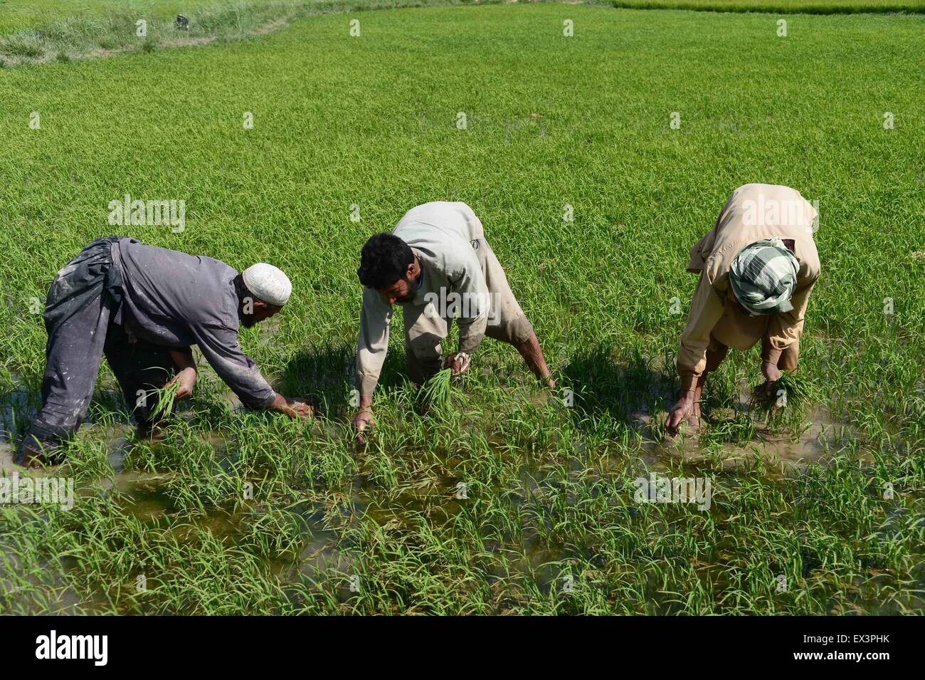 Herat, Afghanistan. 6th July, 2015. Afghan farmers work in a rice field ...
