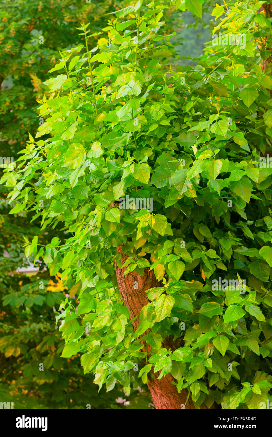 Lush summer foliage green poplar at morning Stock Photo - Alamy