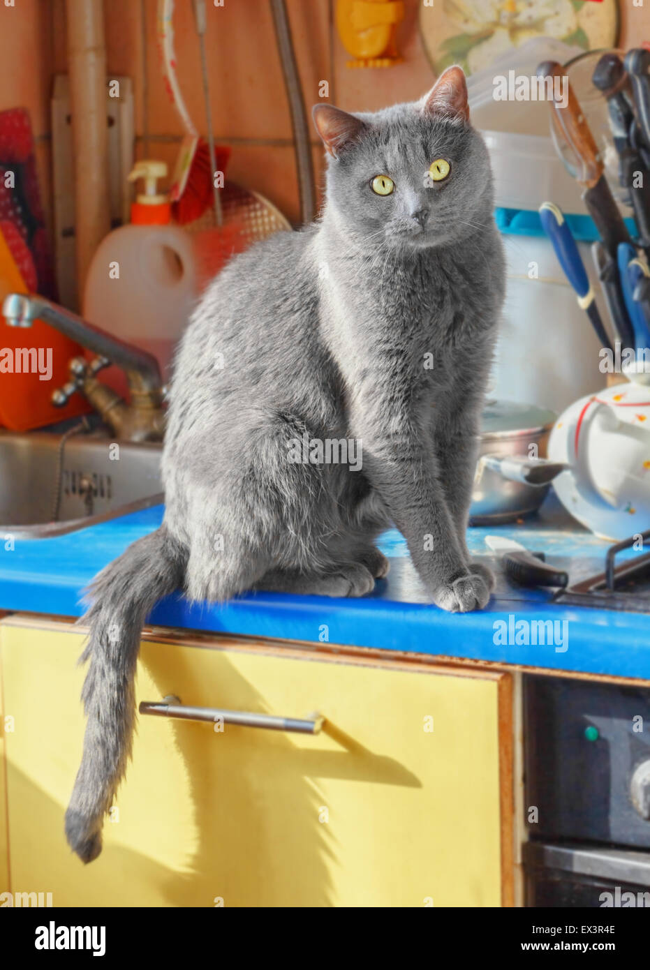 Hungry adult grey cat sitting on kitchen Stock Photo - Alamy