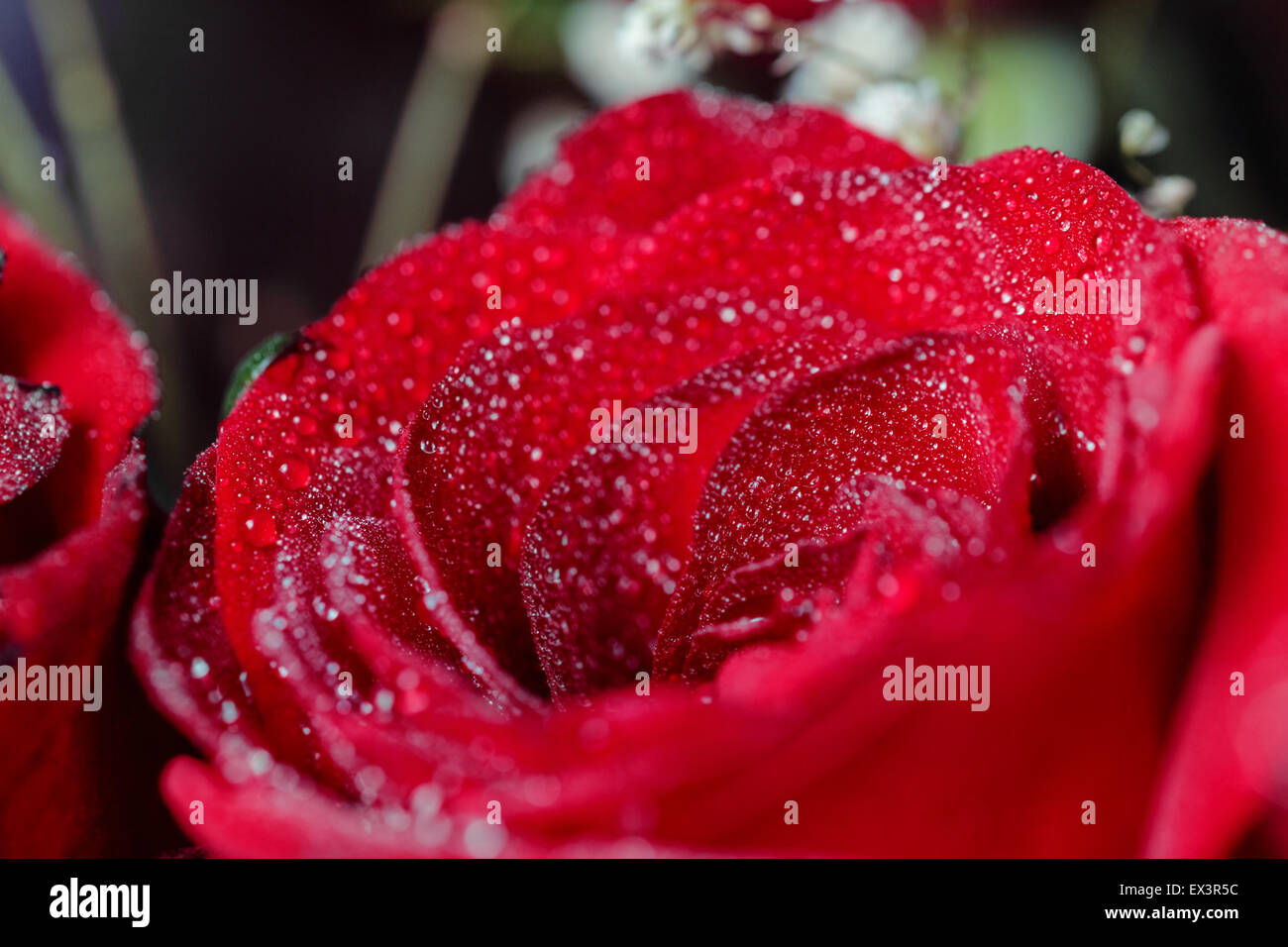 Beauty blooming red rose with water drops Stock Photo - Alamy